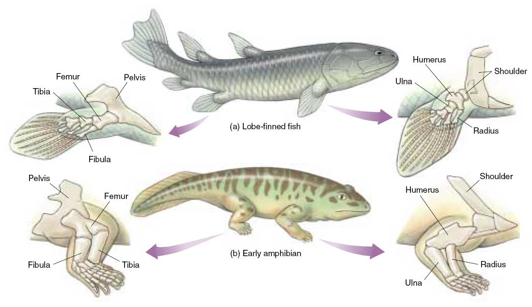 L’exaptation ou comment innover autrement - Blog Pikaia