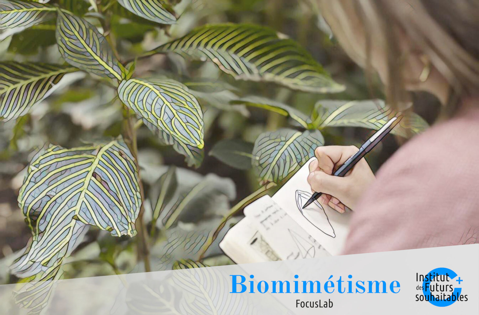 Pour un biomimétisme au service de la vie ! - Blog Pikaia